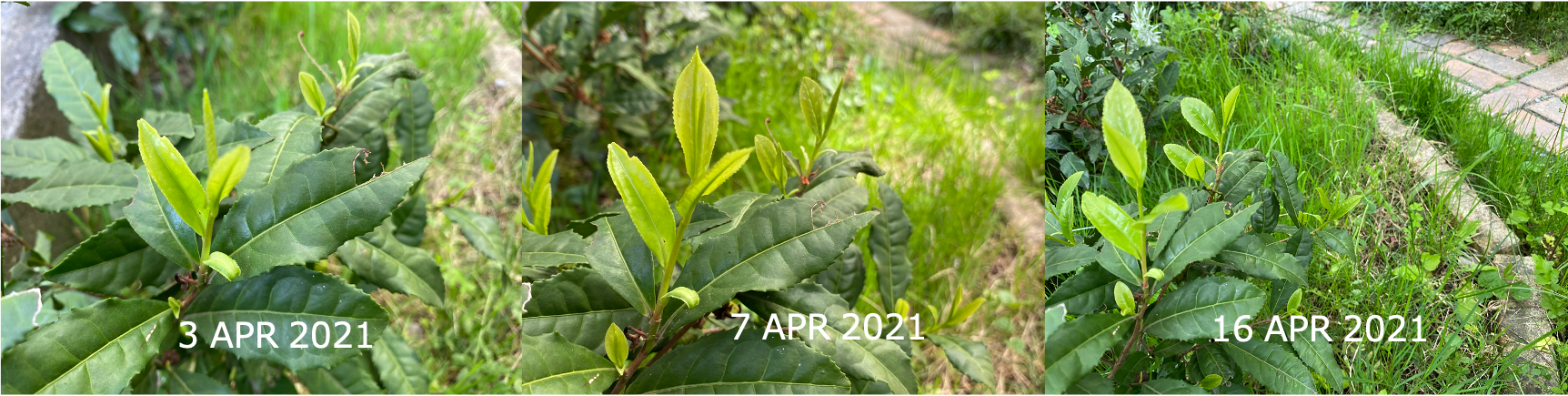 Seasonal tea information: the time of “Seimei 清明” - ZENJIRO Magazine